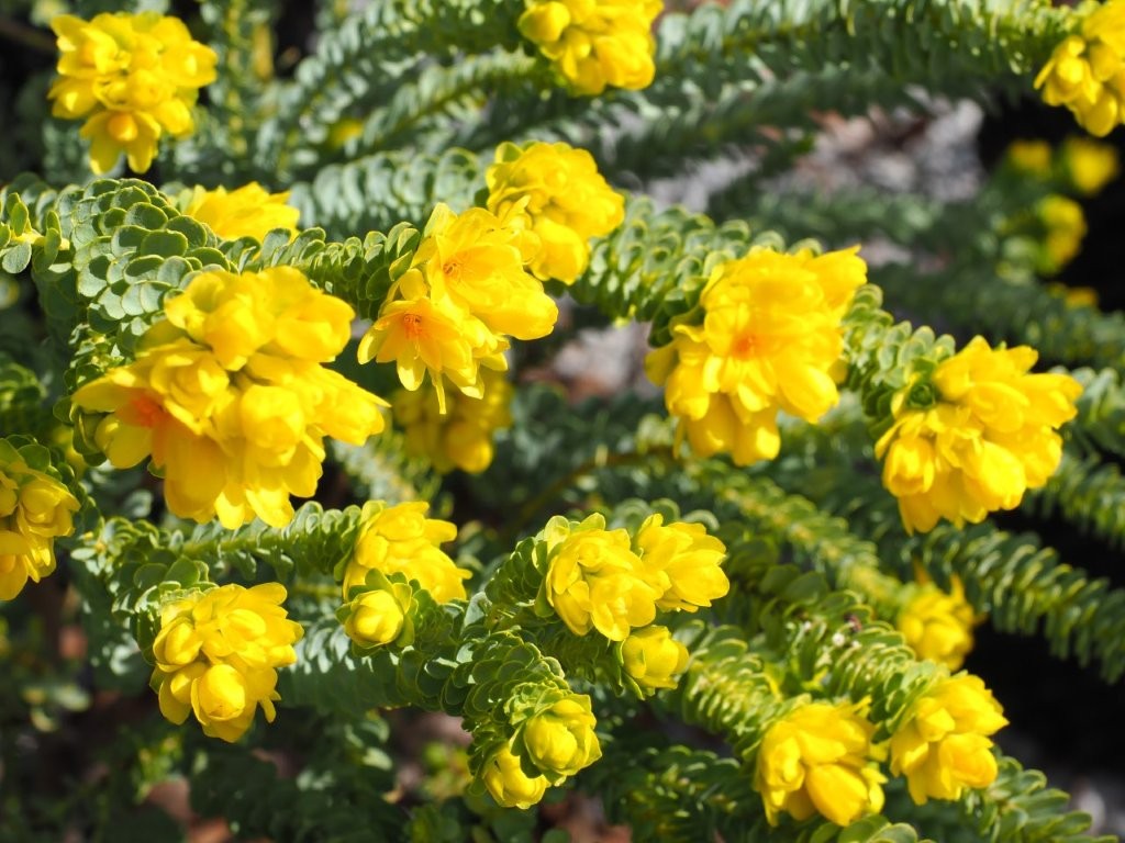 Rare plants live on through tissue culture - Hort Journal Australia