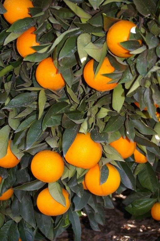 Hydroponic fruit tree production - Hort Journal Australia