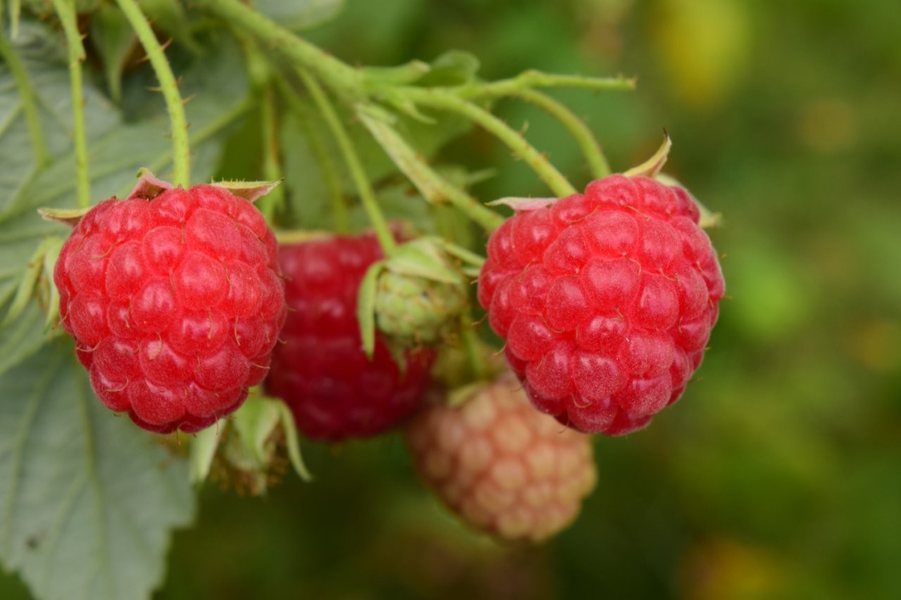 Raspberries of the world - Hort Journal Australia