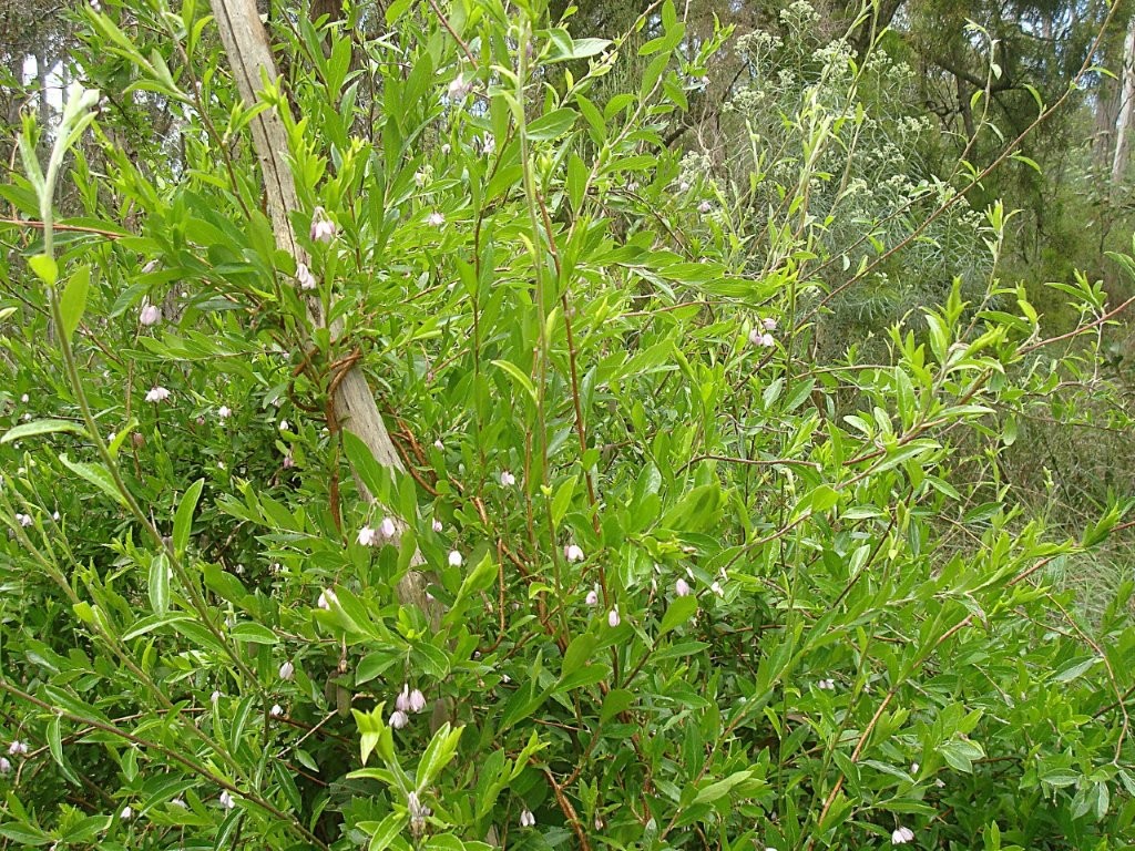 A weed by any name! - Hort Journal Australia