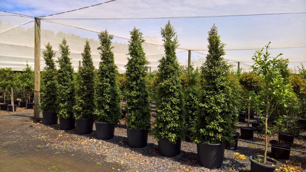 Most popular trees and large shrubs of 2024-25 - Hort Journal Australia