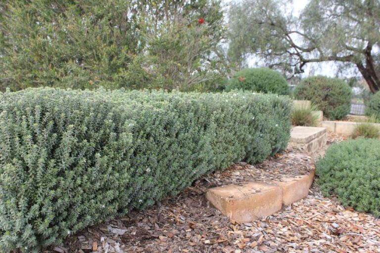 Most popular small shrubs and groundcovers of 2024-25 - Hort Journal ...