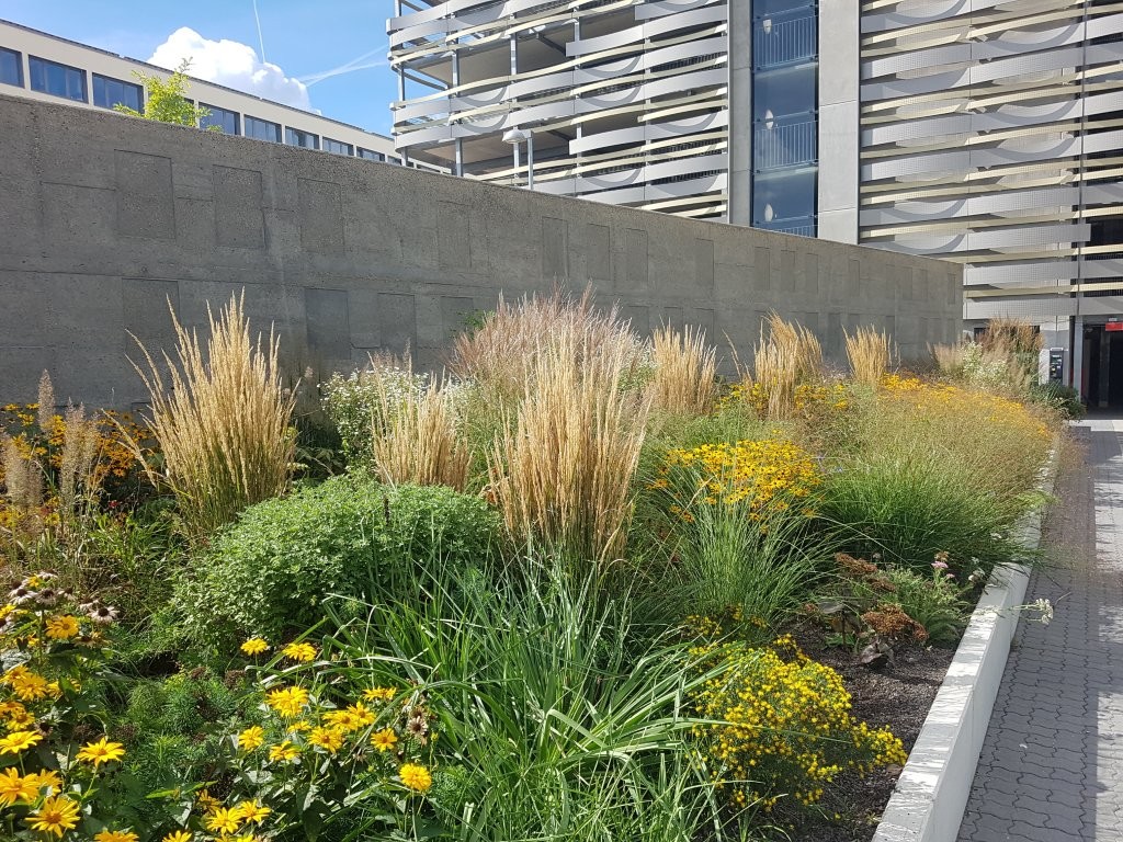 Think big with mass plantings - Hort Journal Australia