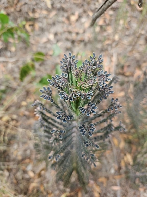 When ‘good’ plants go bad - Hort Journal Australia